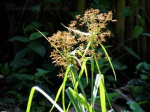 Manfaat Rumput Teki Untuk Kesehatan - As'ad Collection