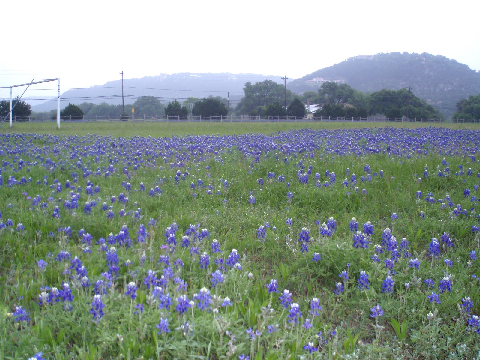 Life With Quads: Beautiful Texas Bluebonnets