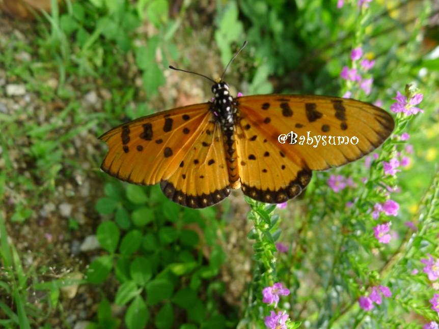Baby Sumo Photography: Beautiful orange-winged butterfly - KL, Malaysia