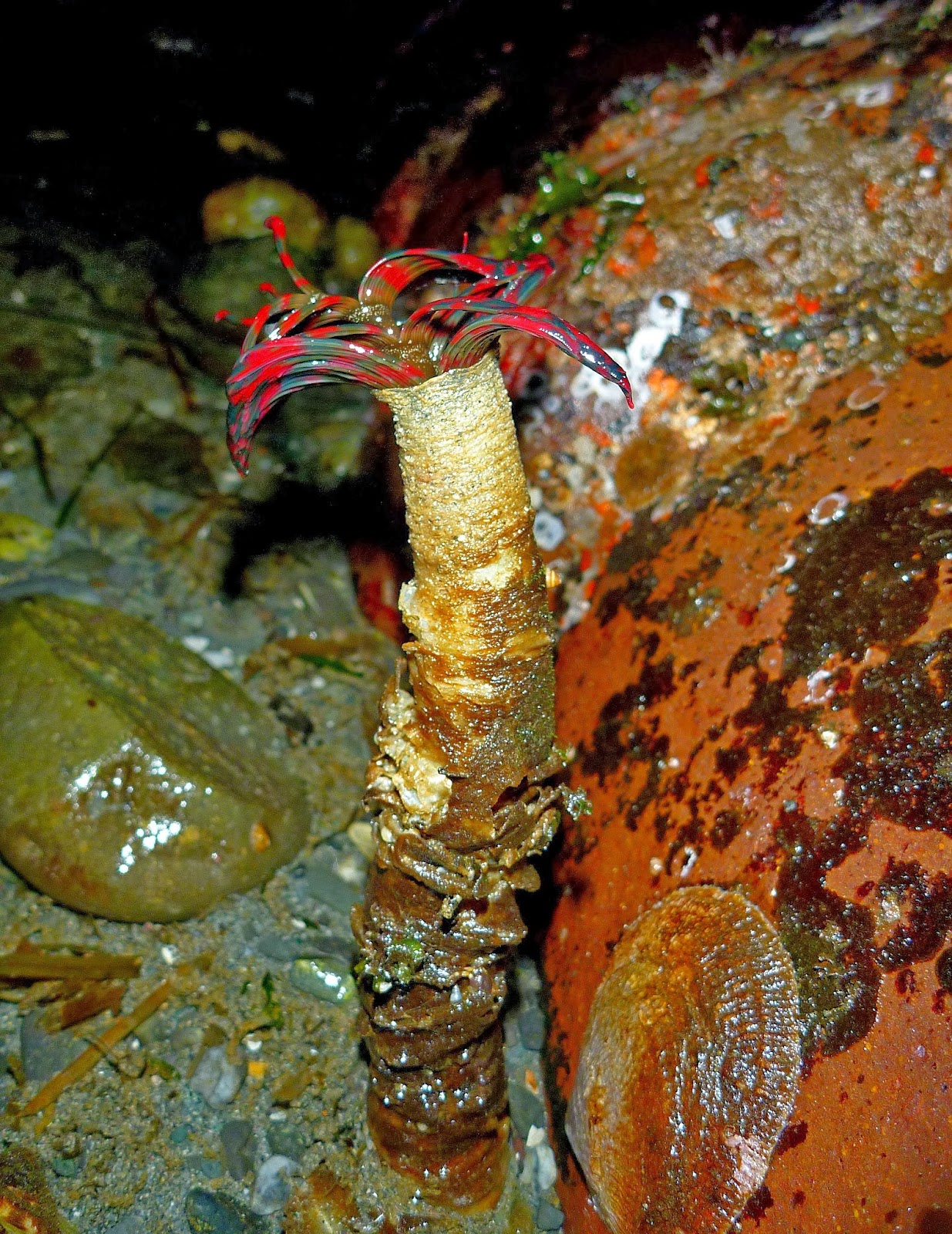 Buzz's Marine Life of Puget Sound: Jan 1, 2014