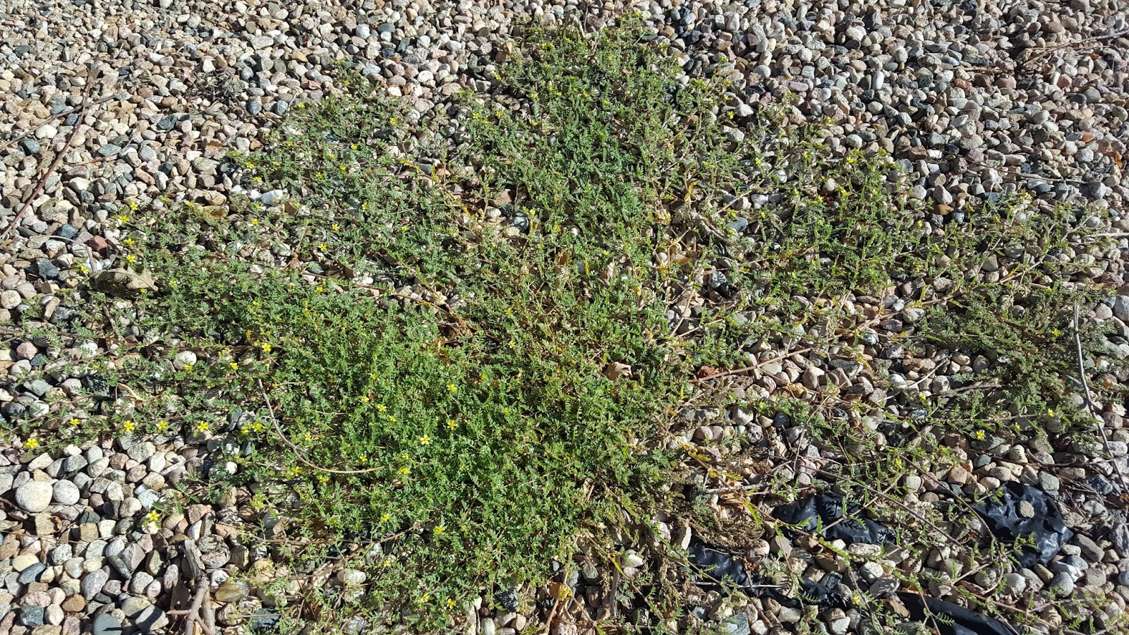 CO-Horts: The Annual Weeds of Summer