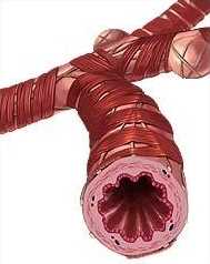 Systems of...: 3.- The Respiratory System - Organs And Functions