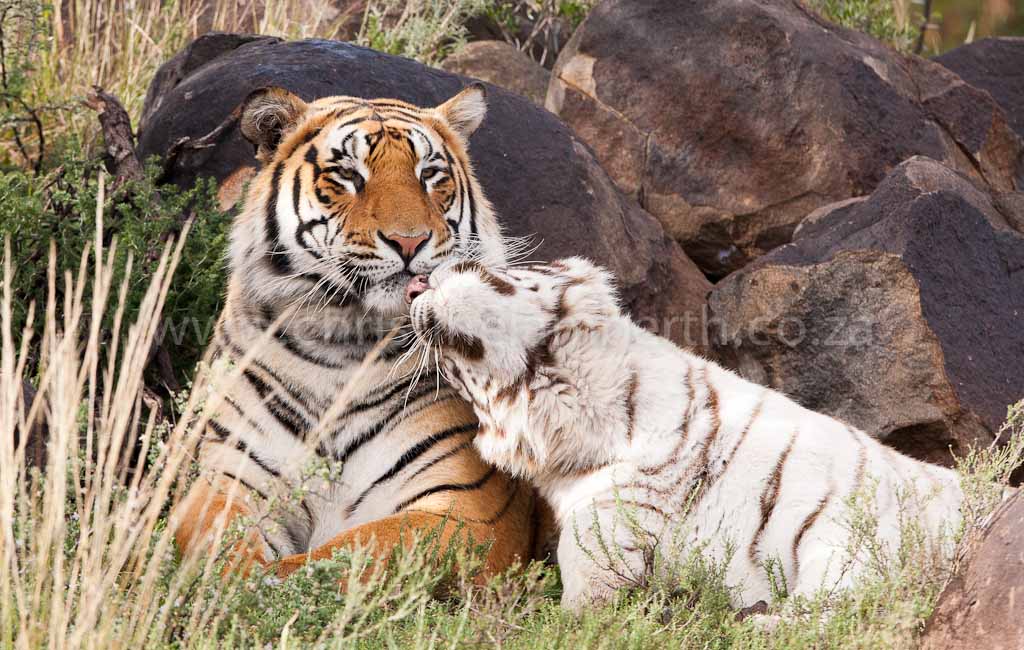 TIGER CANYONS - AN AMBUSH OF TIGERS?