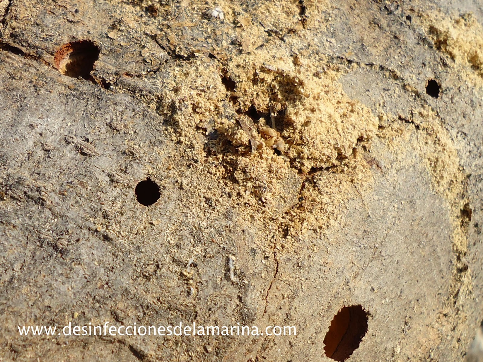 Termitas y carcomas.: Insectos xilófagos. Las termitas y las carcomas.