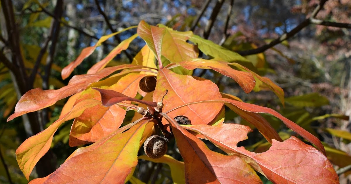 Using Georgia Native Plants: The Fall Color Compilation