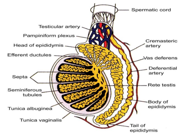 Big Whack Attack: Know Your Stuff