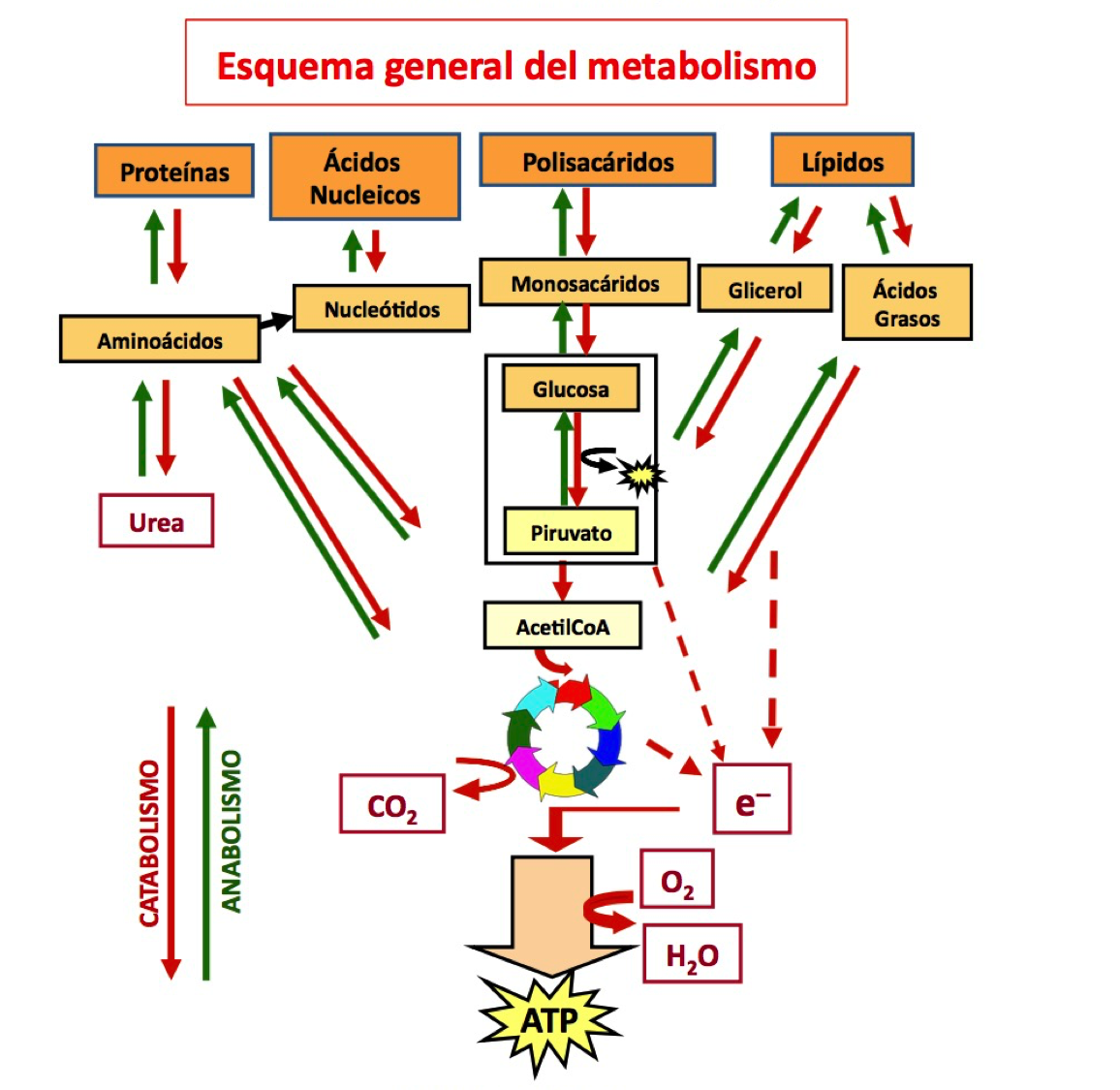 Un camp de margarides: Los nuevos avances en el metabolismo celular