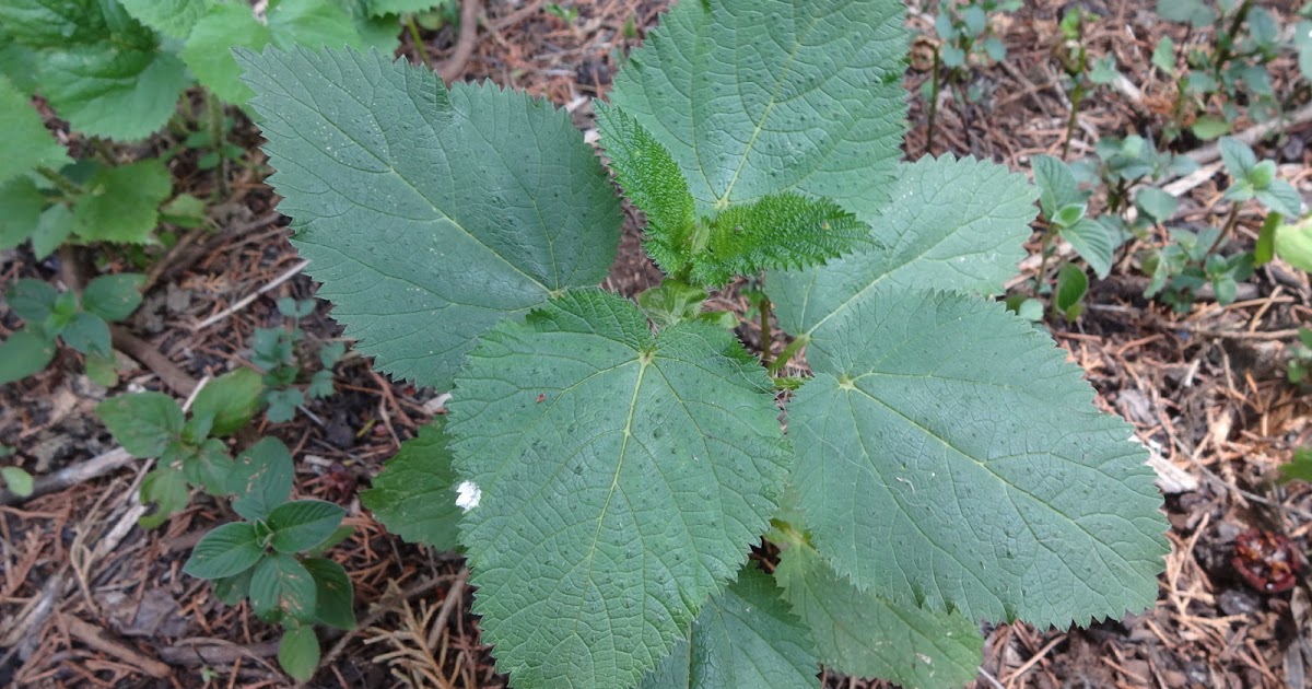 Kenyan Stinging Nettles