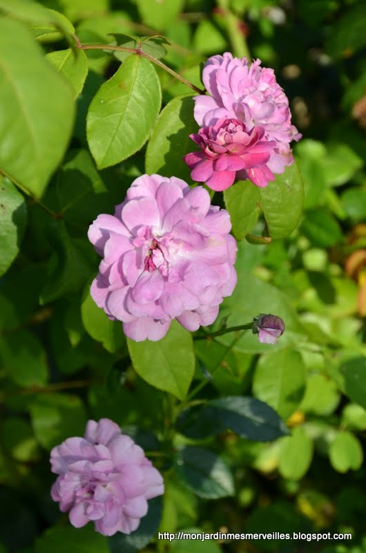 Mon Jardin Mes Merveilles: Nouvelles roses 2012 : Blue Boy