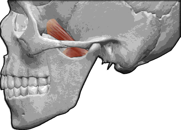 musculo pterigoideo lateral