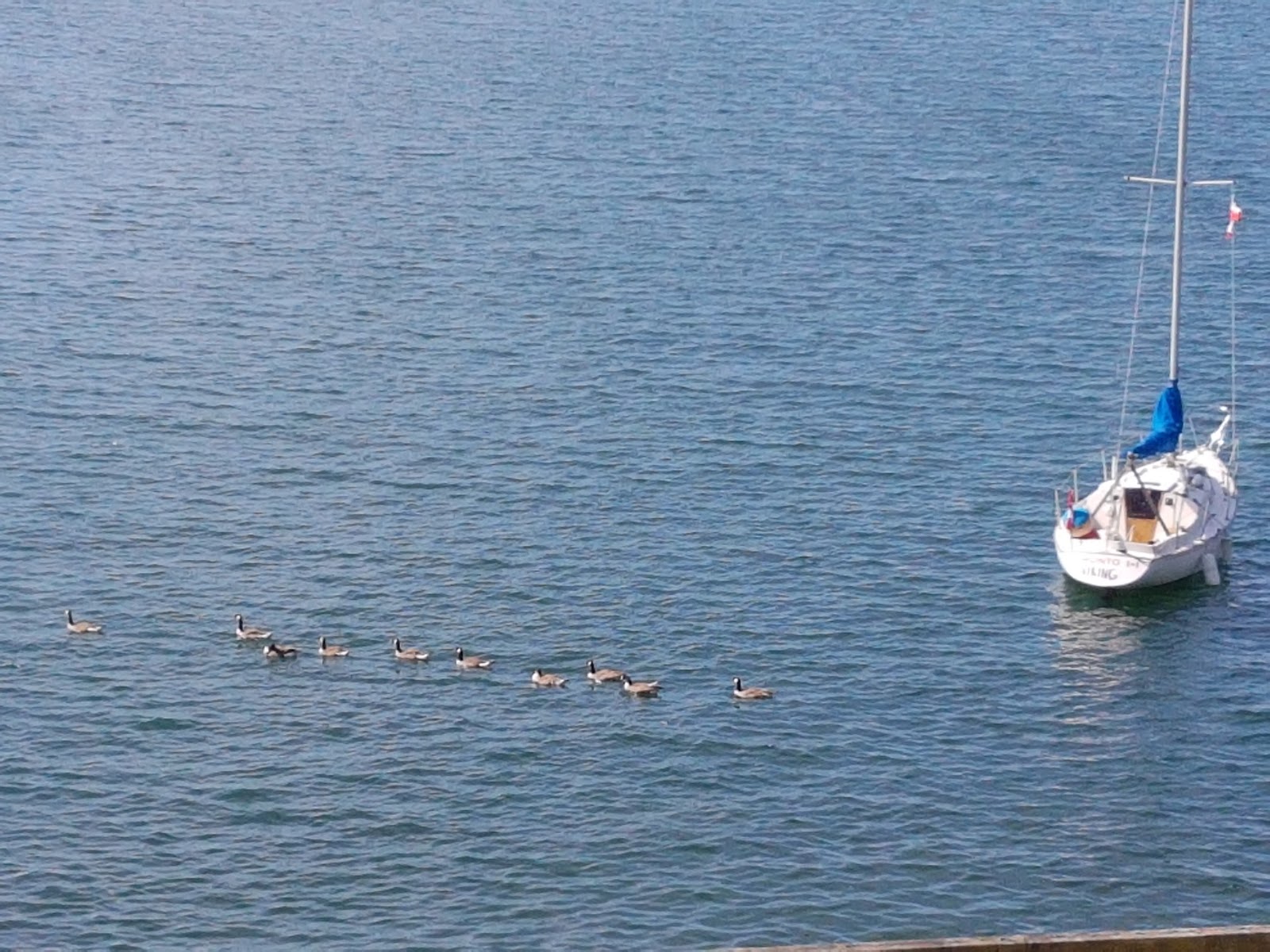 lakepurity: A Fleet of Geese, Guarding the Boat that looked way better ...