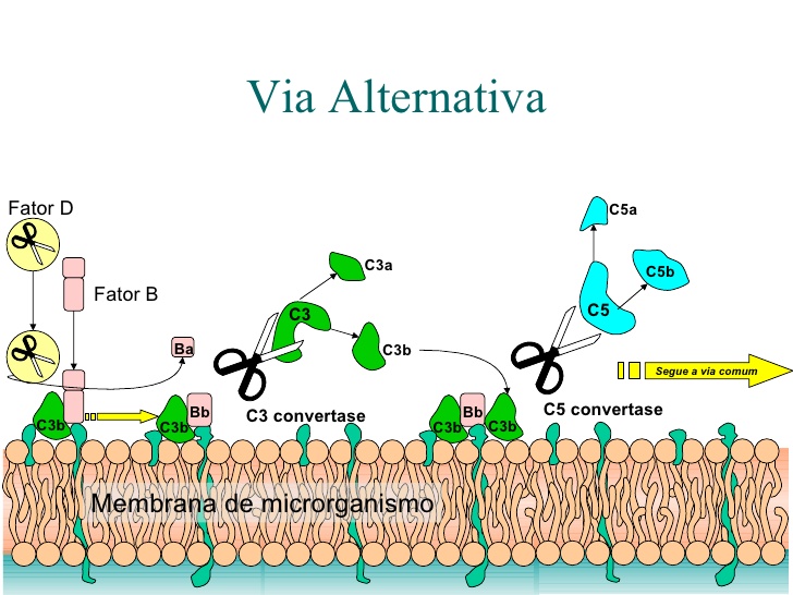 Sistema de complemento. Inmunología