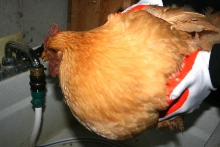 Two Bears Farm and the Three Cubs: How to Wash a Chicken's Butt, Morel ...