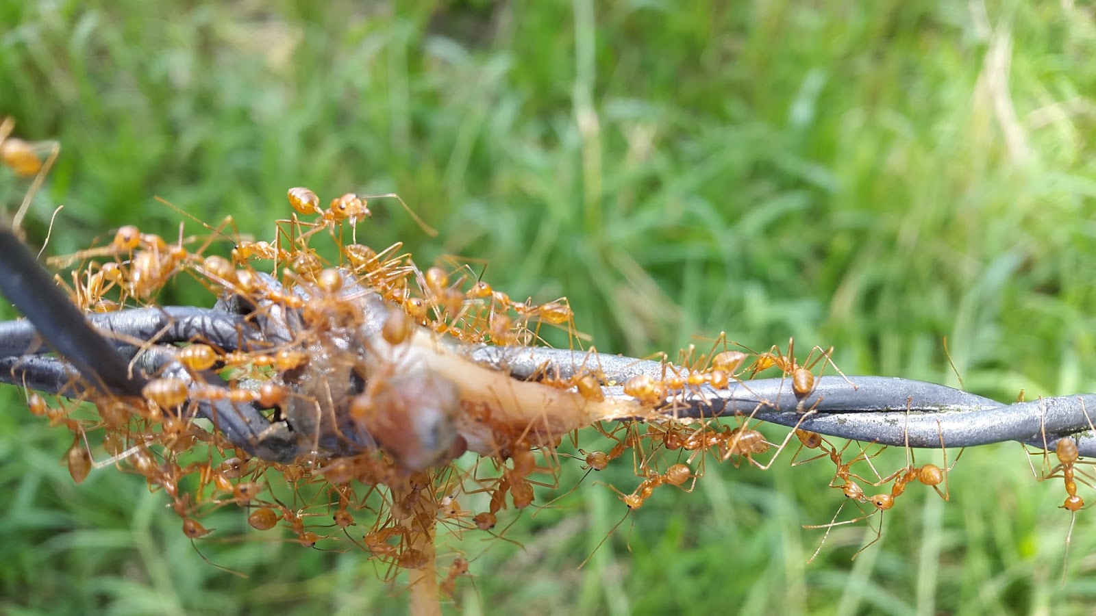 The Scariest Ant Attack I've Ever Witnessed - Pinoy Bonsai