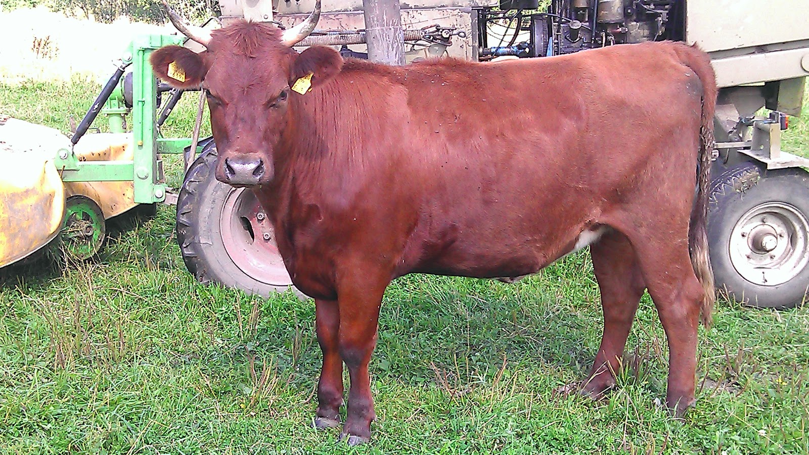 Flandria Hiidküülik Flemish Giant: Lehmad,lehmad,lehmad.