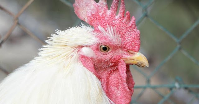 Top TT : El pollo gigante que tiene a todos perplejos, ¿es real o es un ...