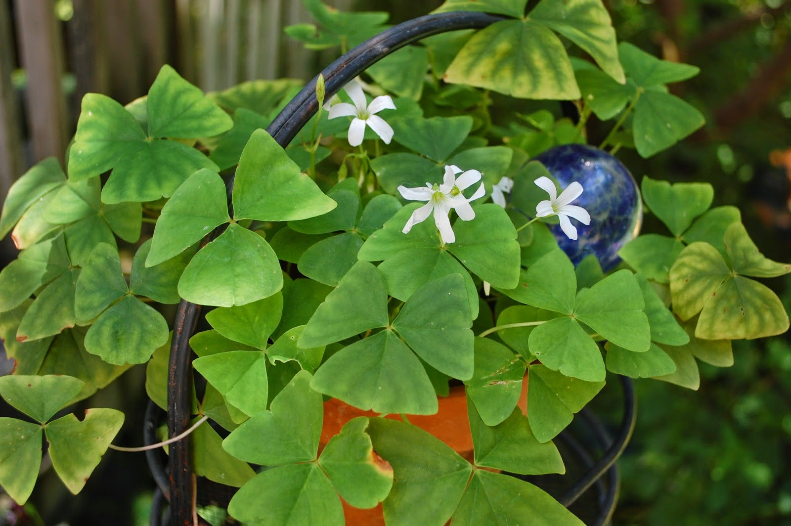 Sprouts: Oxalis: The Easiest, No Fail, Houseplant Ever