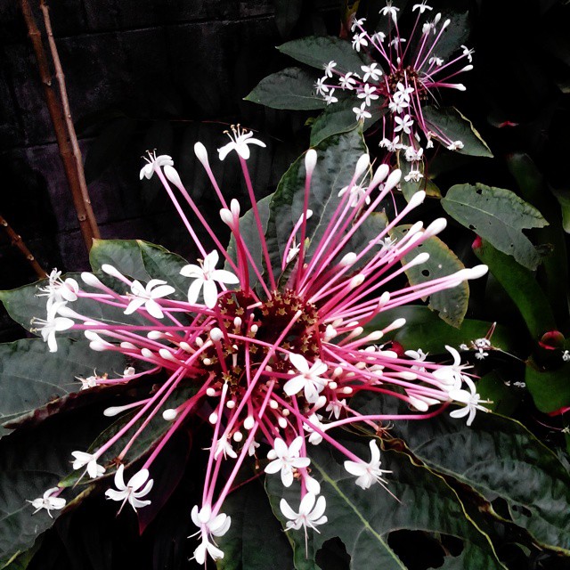 maiabird's brain: Let's Give Philippine Trees a Chance!