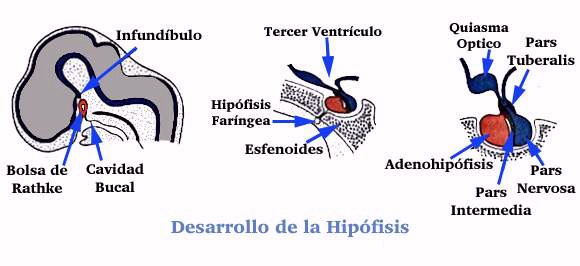 Endocrinología Ginecológica: Hipófisis