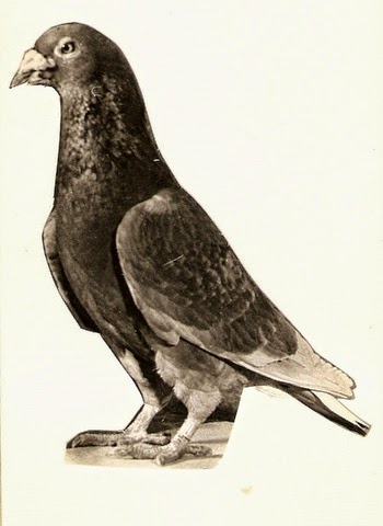 nieripigeons USA racing pigeons: Los Jan Aarden de Piet Laseroms.