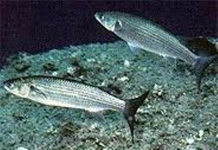 PESCA DALLA SPIAGGIA e LE SUE TECNICHE: TUTTO sul CEFALO