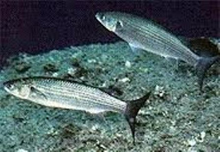 PESCA DALLA SPIAGGIA e LE SUE TECNICHE: TUTTO sul CEFALO