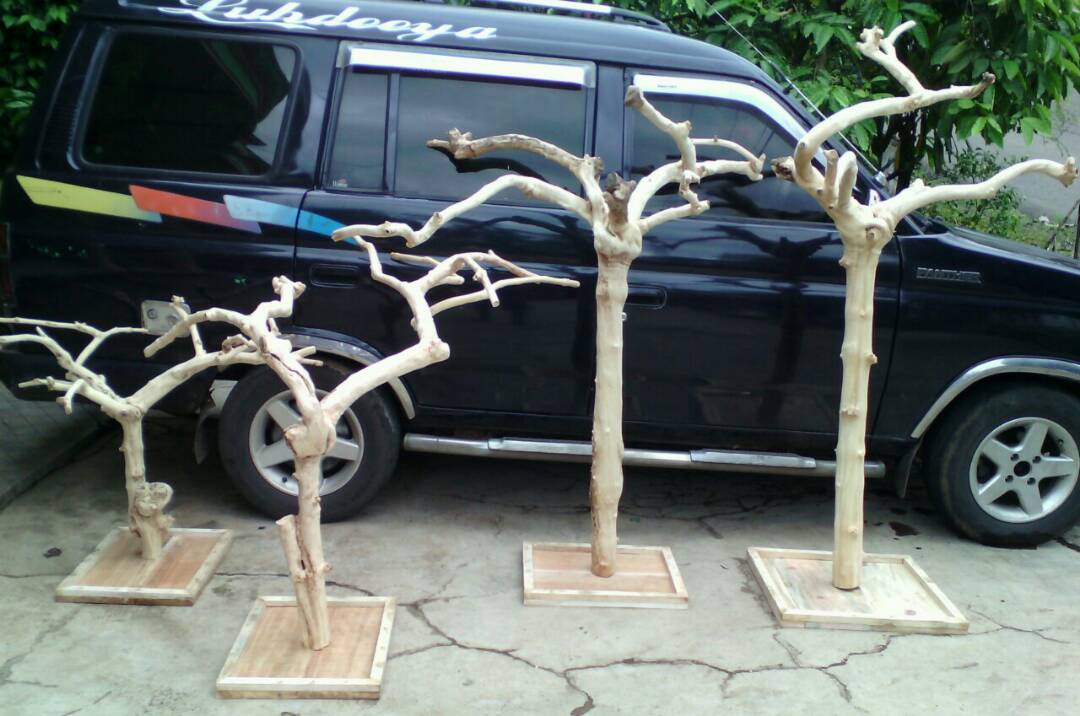 kayu kopi alam: coffee tree stand