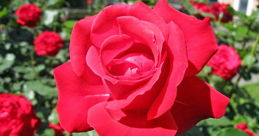 Cara Penanaman Bunga Mawar