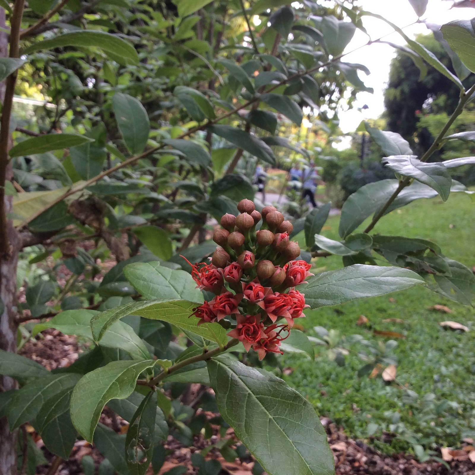 Singapore Botanic Gardens