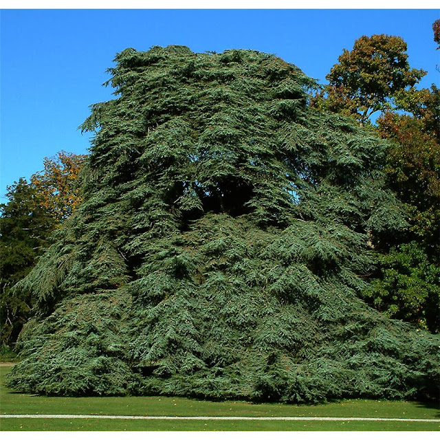 ARTE Y JARDINERÍA : Cedros. Elegancia suprema