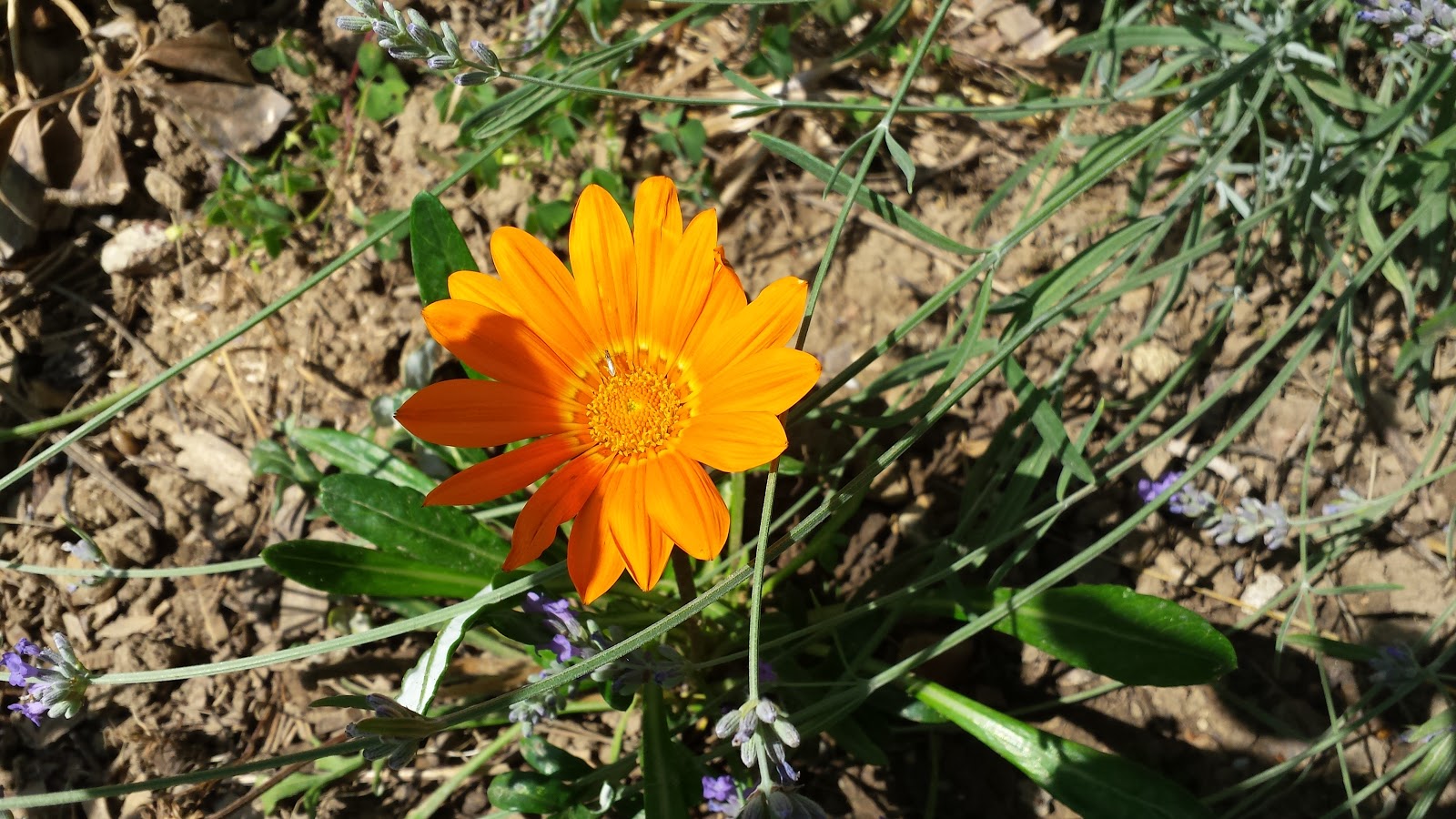 Neven i kadifa prirodni zaštitnici organskog vrta