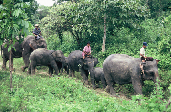 Travel Myanmar: Myanmar Climate, Forests and Wildlife