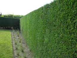 Jardinería y plantas