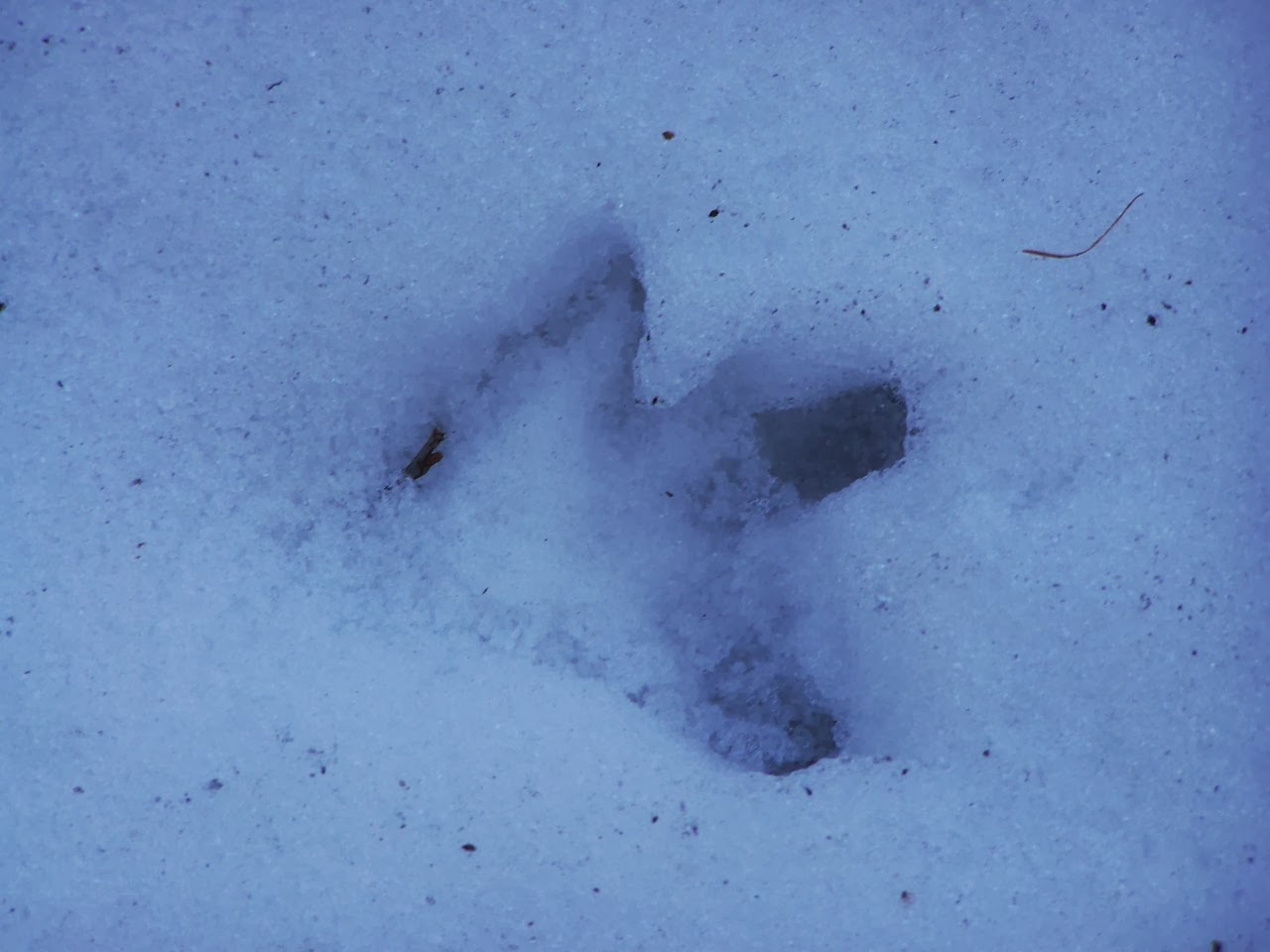 Moje Pasje : Tropy zwierząt