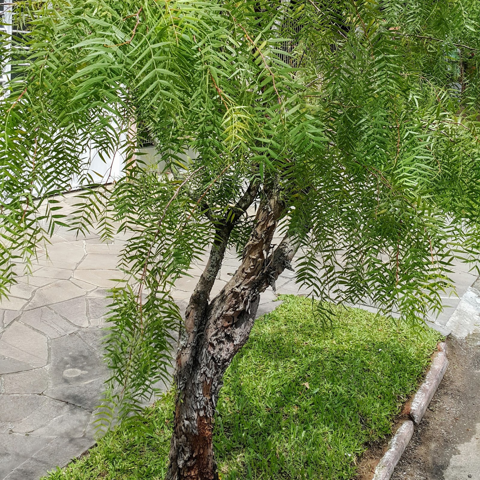 "Verdade//aspas" : 👪 Anacardiaceae (Schinus molle)