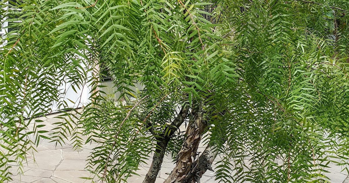 "Verdade//aspas" : 👪 Anacardiaceae (Schinus molle)