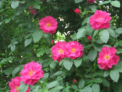 Wildspell: The Sun in Splendour