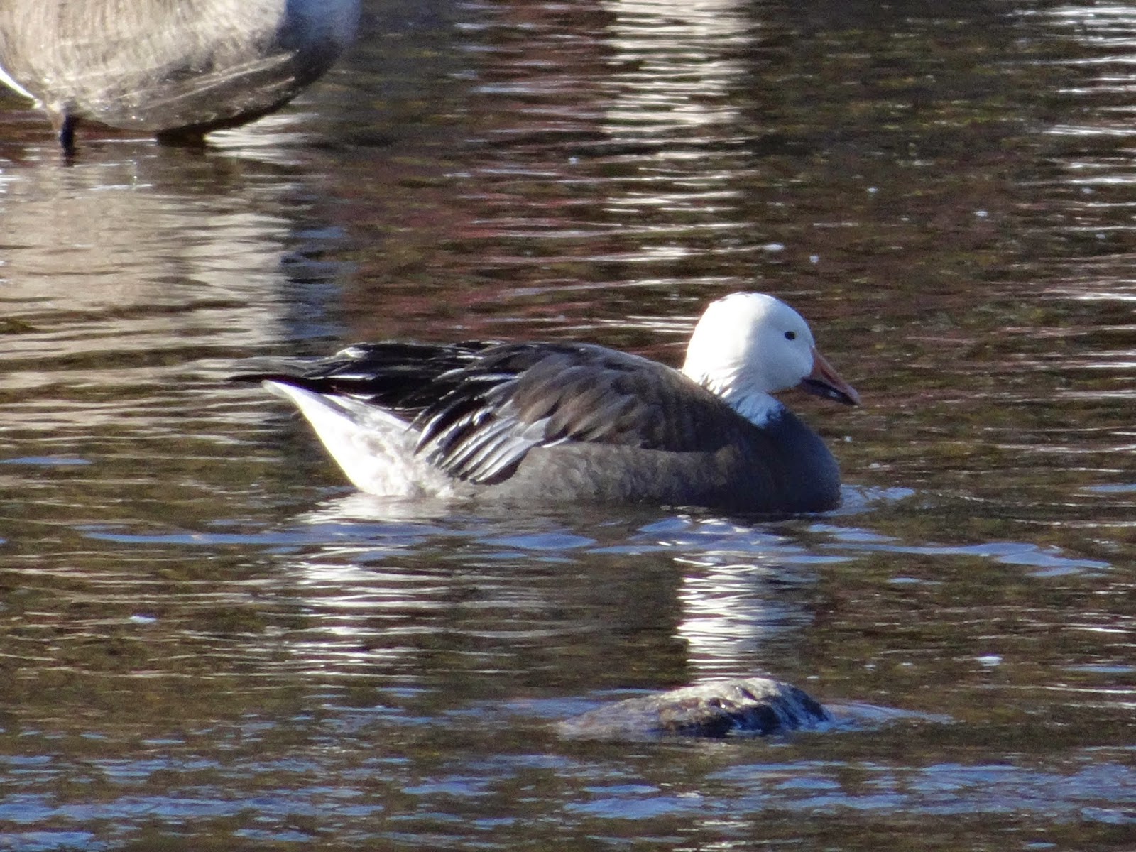 Nathan's Nature Adventure Blog: The Curse of the Blue Goose