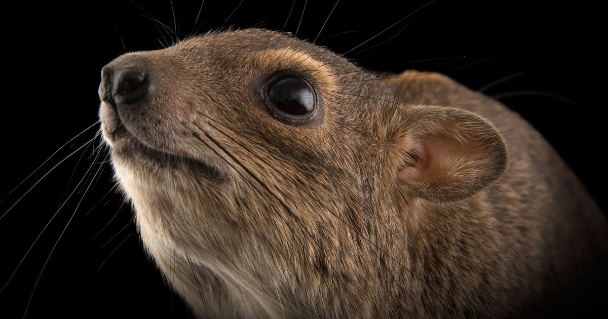 Yellow-Spotted Rock Hyrax - Discoveryshow India