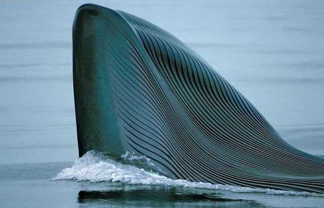 Alam Mengembang Jadi Guru: Blue Whale (Paus Biru)