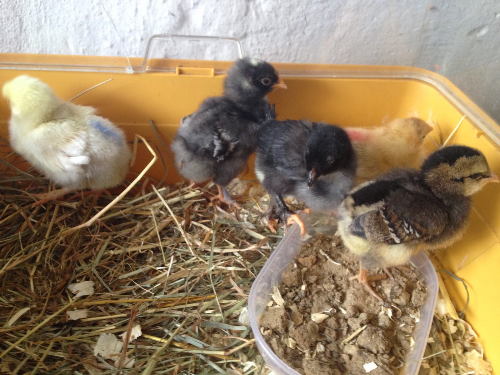 Kyllinger uden skrukhøne - indretning af bur