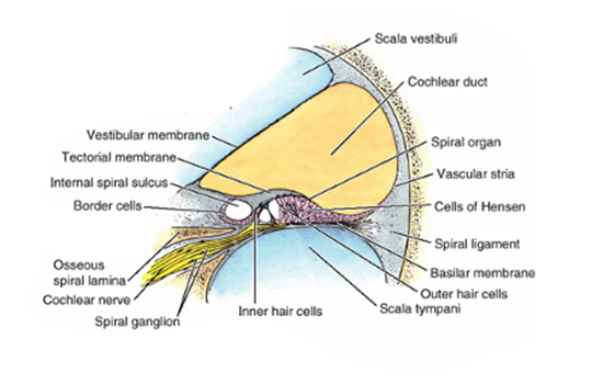 Intan Risna's: Anatomi Telinga
