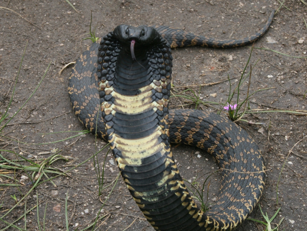 S is for summer... and for snakes - Rockhoppin' Trail