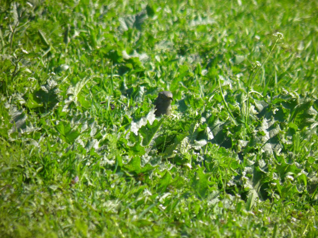 PASARI DIN ROMANIA: CUCUL (2), Cuculus canorus