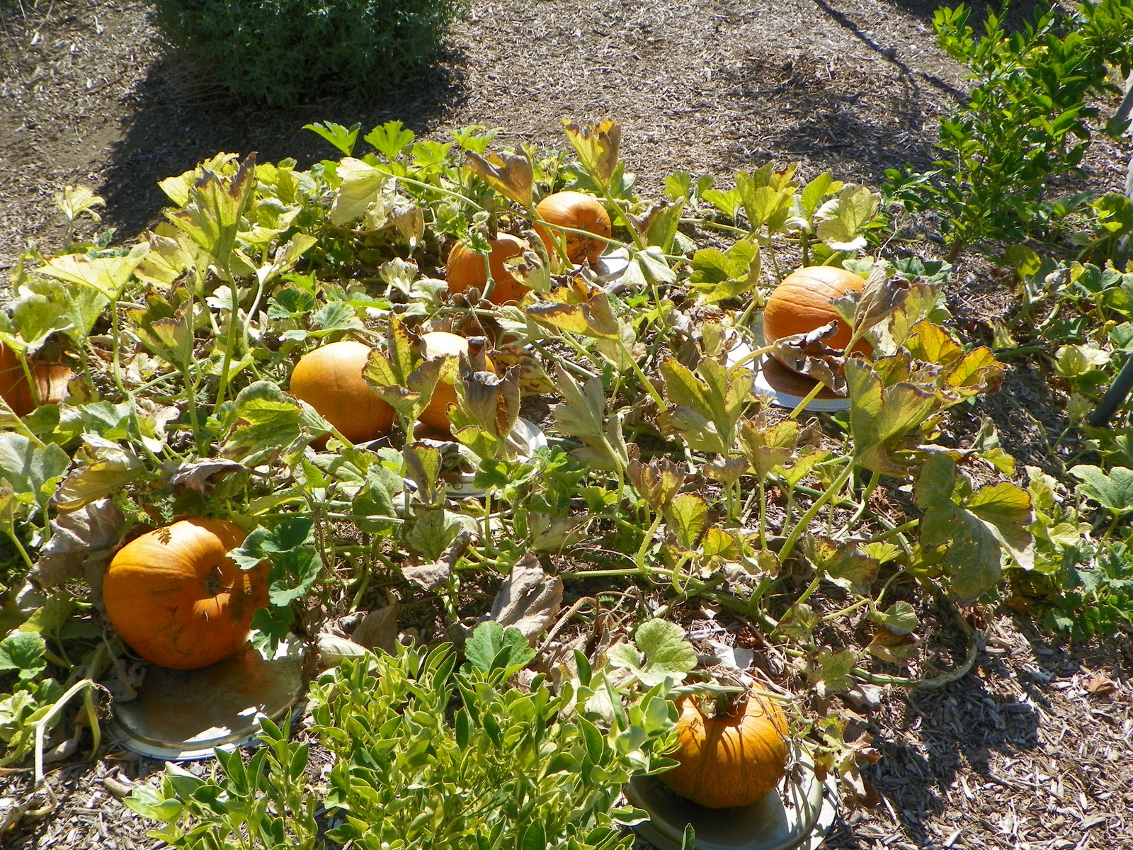 Inland Empire Utilities Agency's Water Education Programs: Stork ...