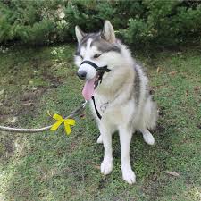 SER+POSITIVO: ¿Sabes Que Significa un Listón Amarillo Amarrado ...