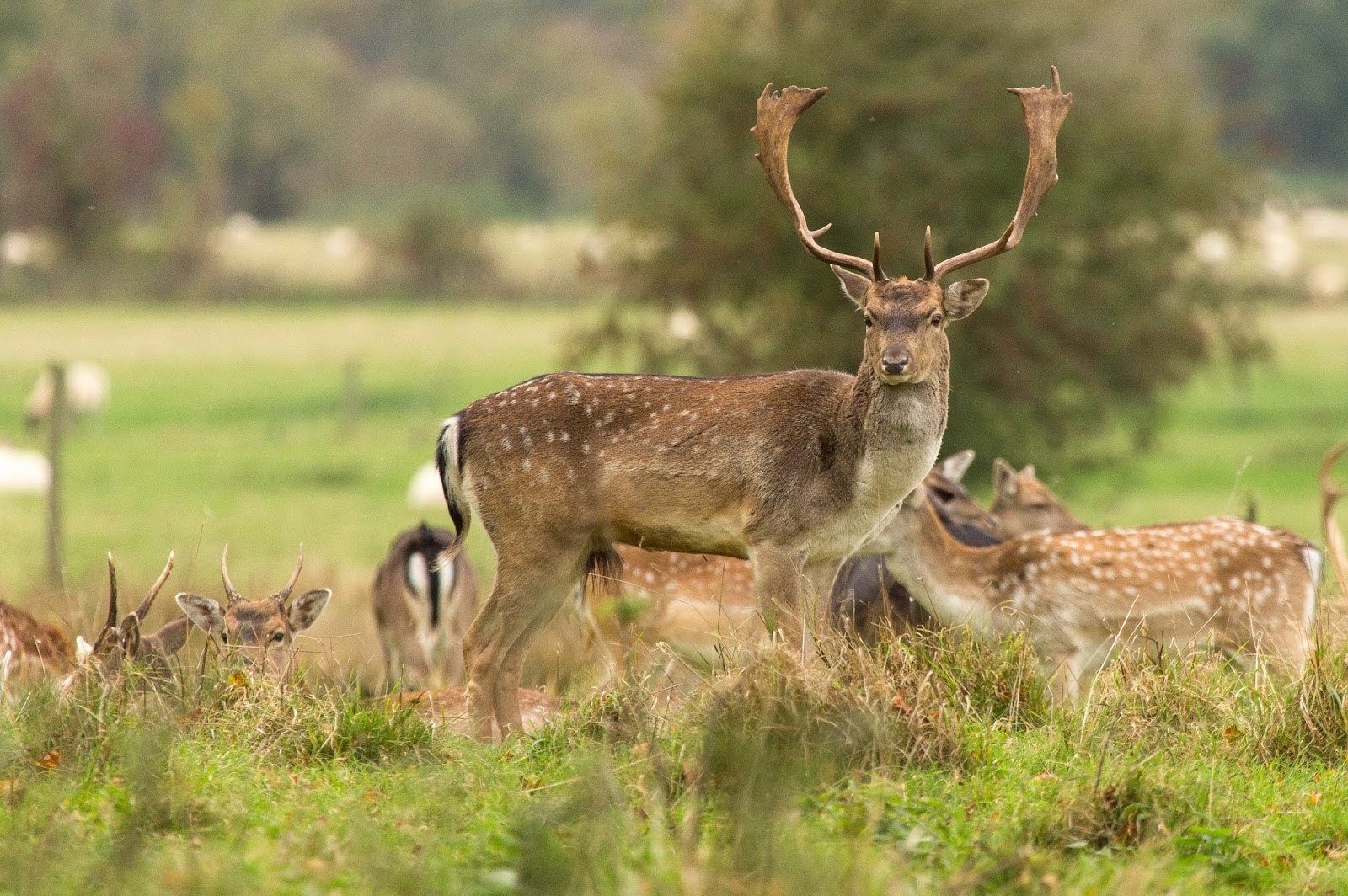 Escapes and Photography: Fallow Deer And Rutting Season At Charlecote Park