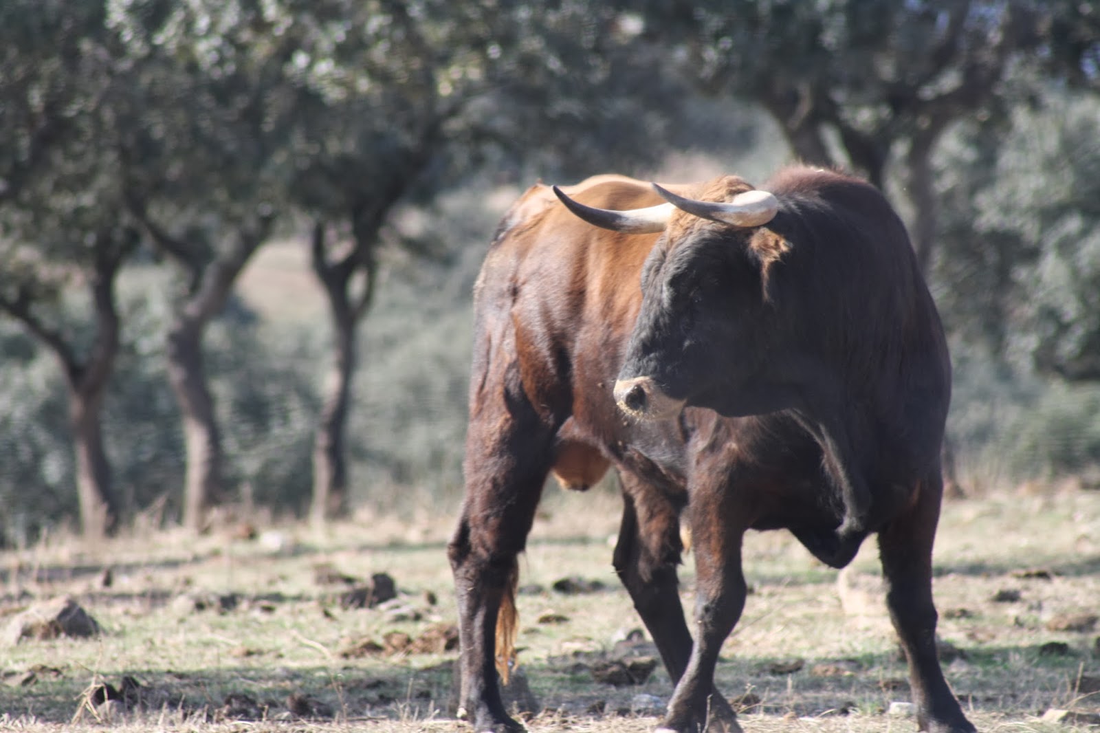 Asociación Toreo en Red Hondo