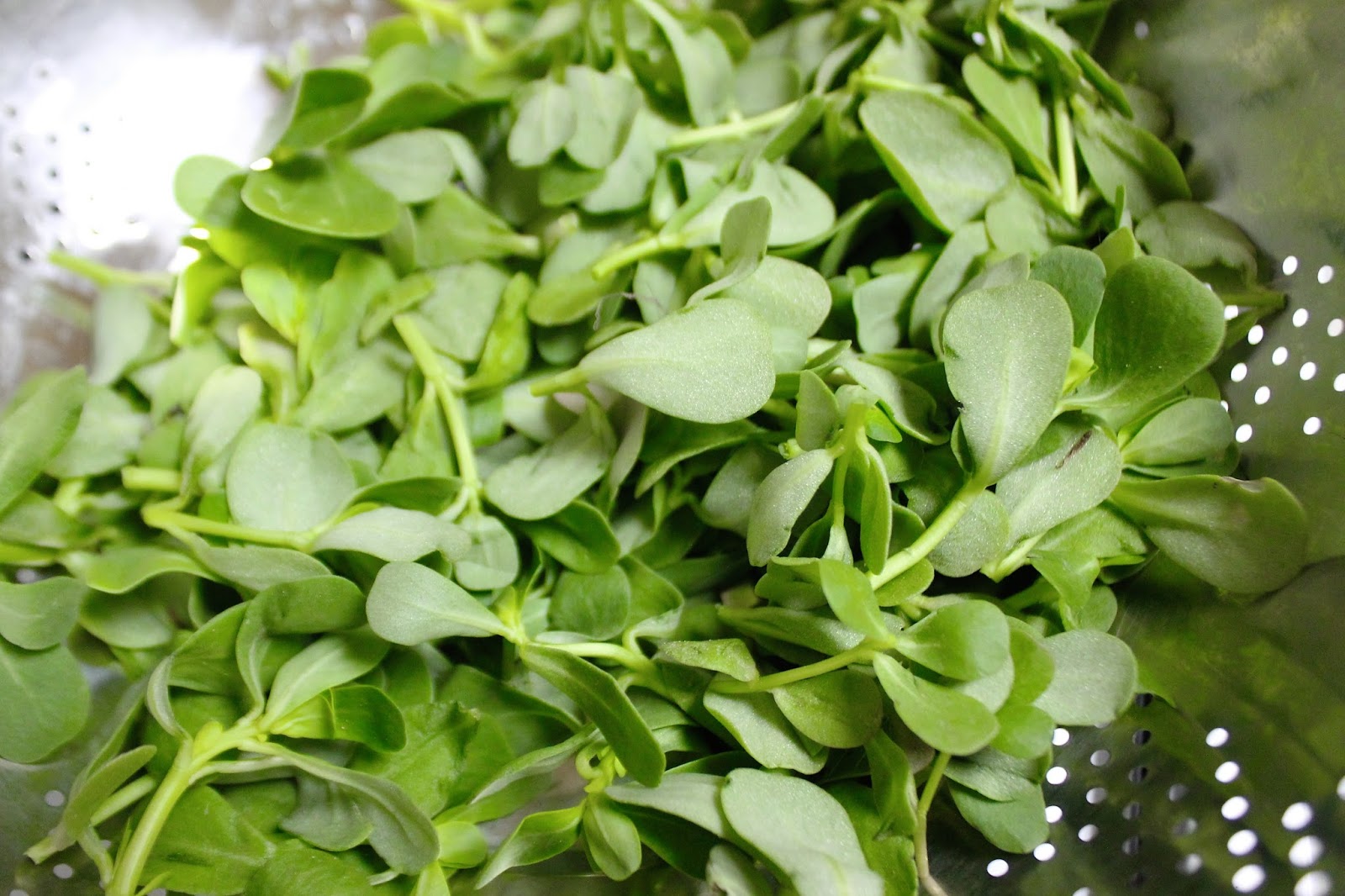 Bethica's Kitchen Flavours: Kulfa Saag Paratha (Purslane Leaves Flat Bread)