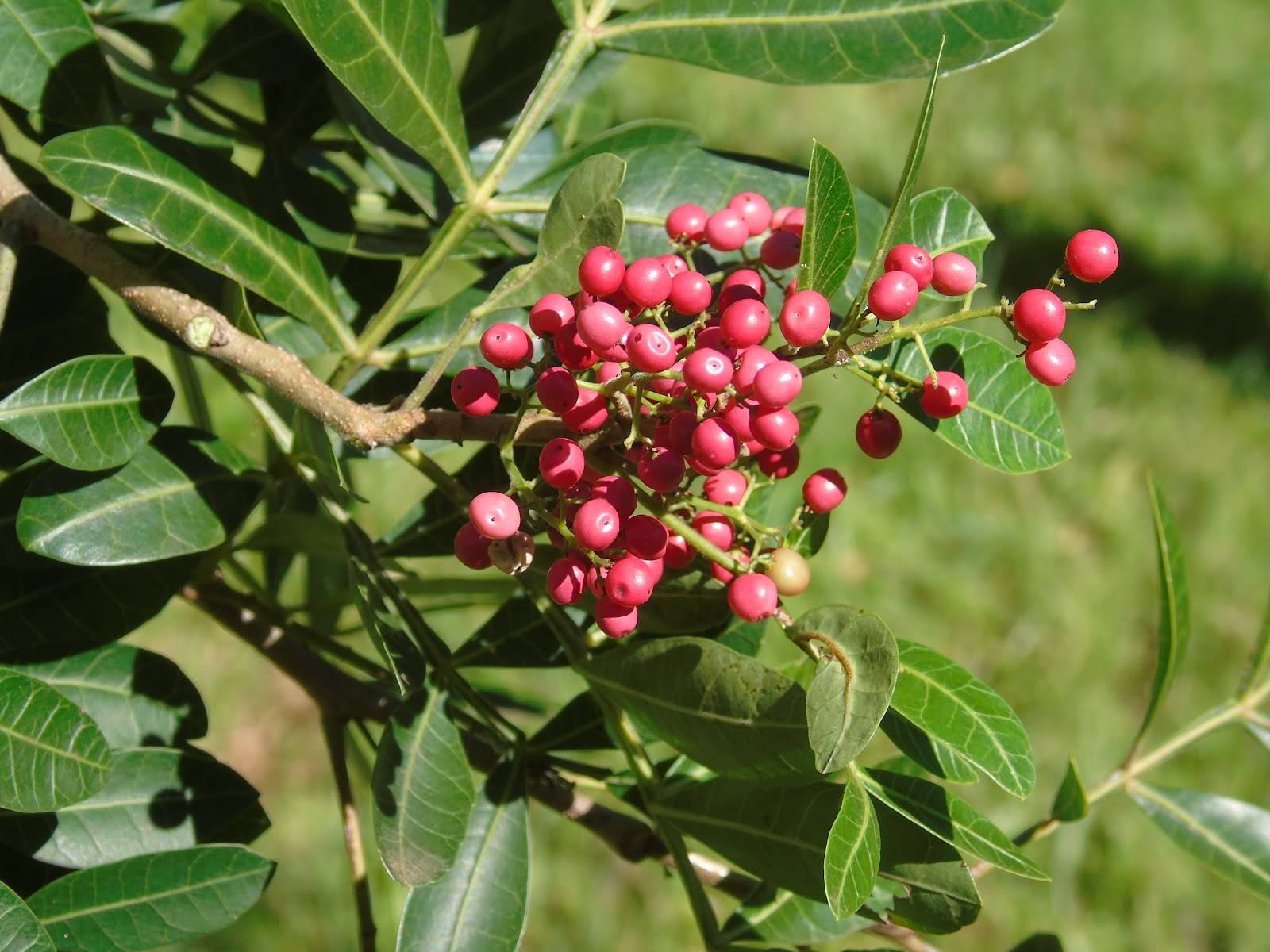 Pimenta-rosa (Schinus terebinthifolius Raddi) | A planta da vez